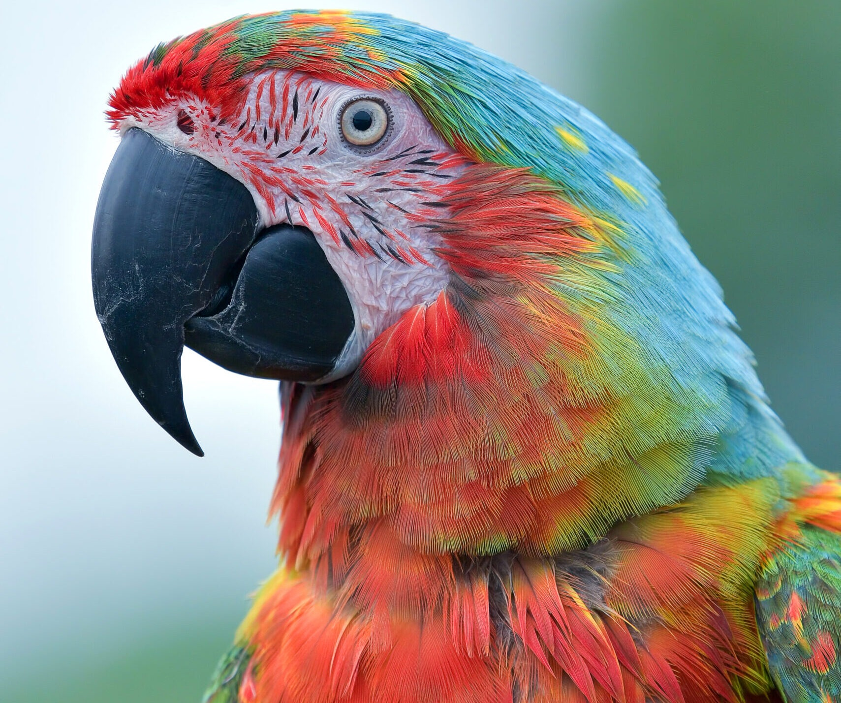 A Closer Look at Their Diverse Communication Sounds - Petwebly